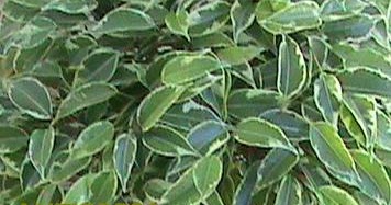 anti-cancerpress : chisturi ovariene, tratamente naturiste