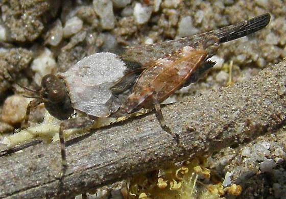 Arizona: Beetles, Bugs, Birds and more: Grasshoppers and relations