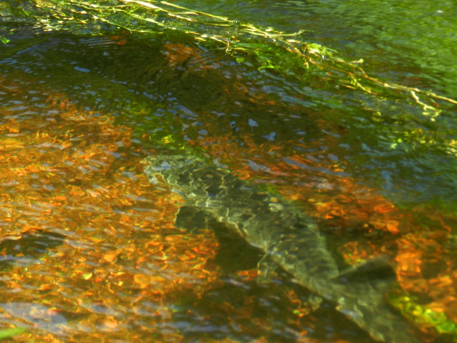 Recursos medioambientales: Barbo común (Barbus bocagei)