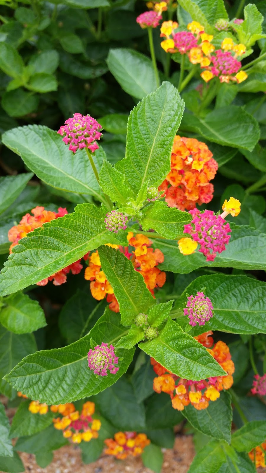 Warisan Petani: Pokok Lantana aka Pokok Bunga Tahi Ayam.