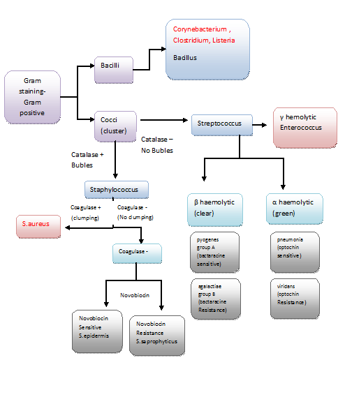 Young Geneticist: Diagnostic Microbiology Lab