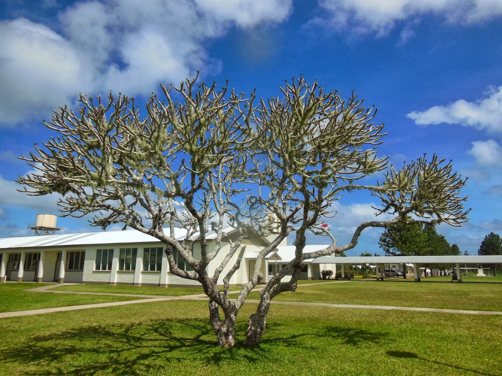 Tonga!: Some of the trees in Tonga are very unusual. We see these all ...