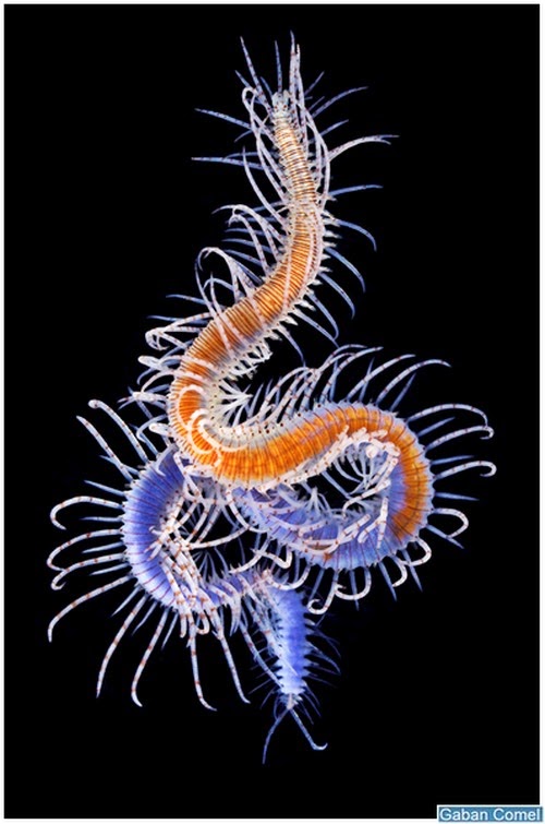 Cacing Laut Yang Jarang Dilihat - Gaban Comel