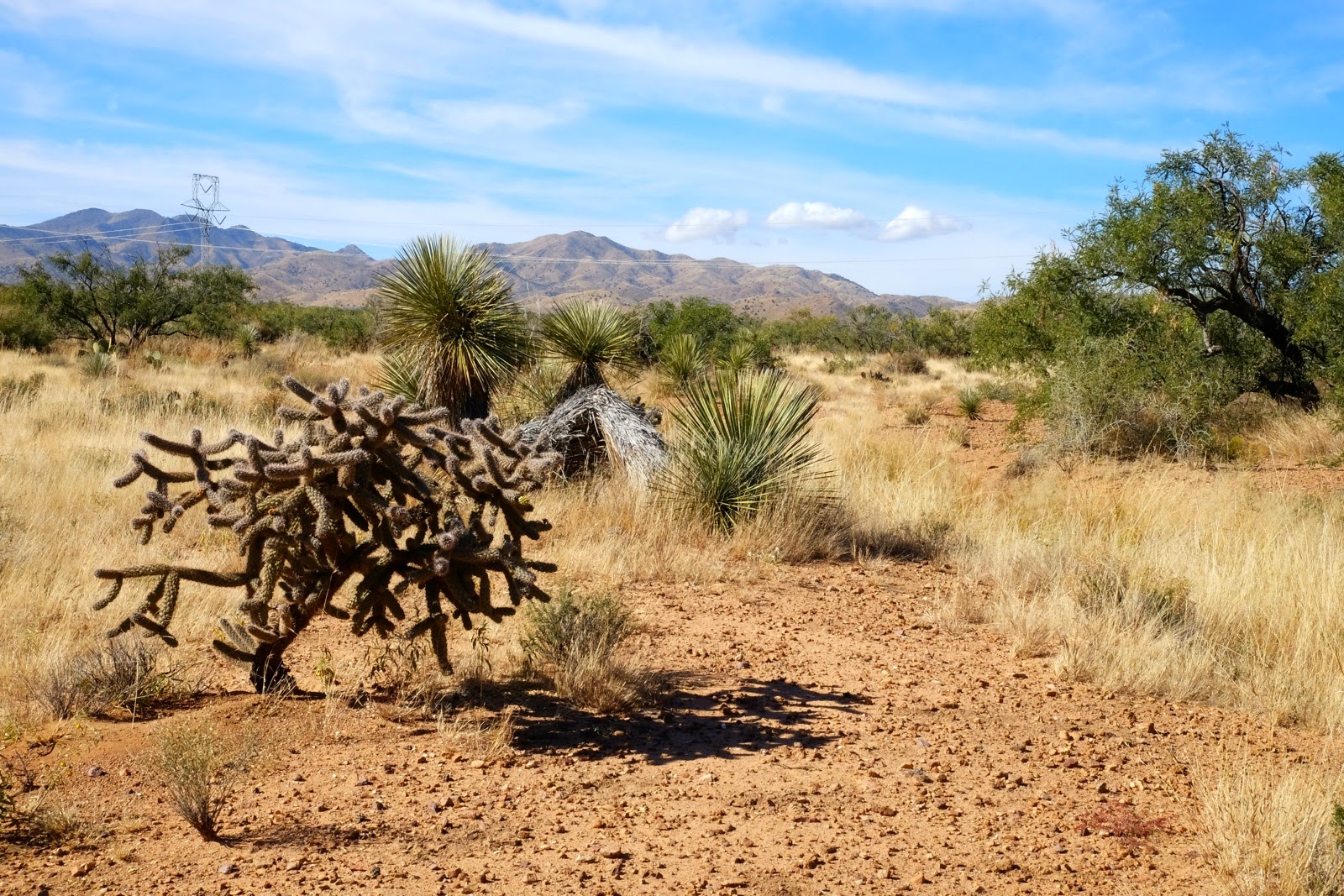 Andrea and Guido: Across the U.S., Day 38 - Deming (NM) to Tucson (AZ)