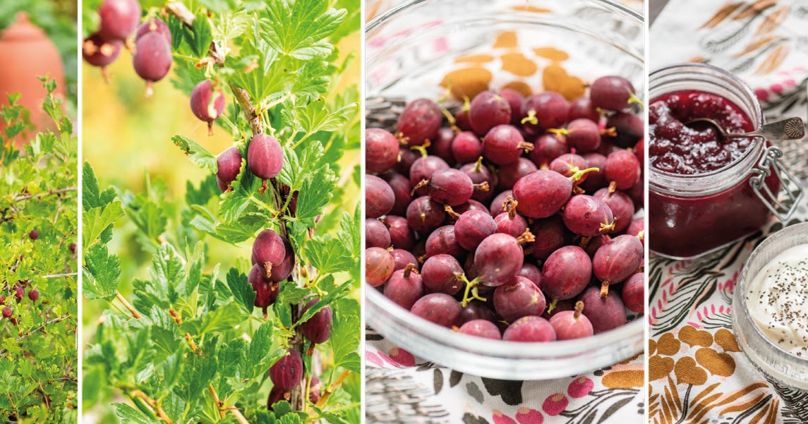 HERNEPENSASKUJANNE: Njamskis! - Kardemummaa ja karviaisia