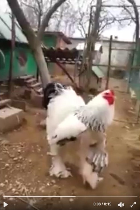 Under The Angsana Tree: Terrifying 'big chicken' that's scaring the ...