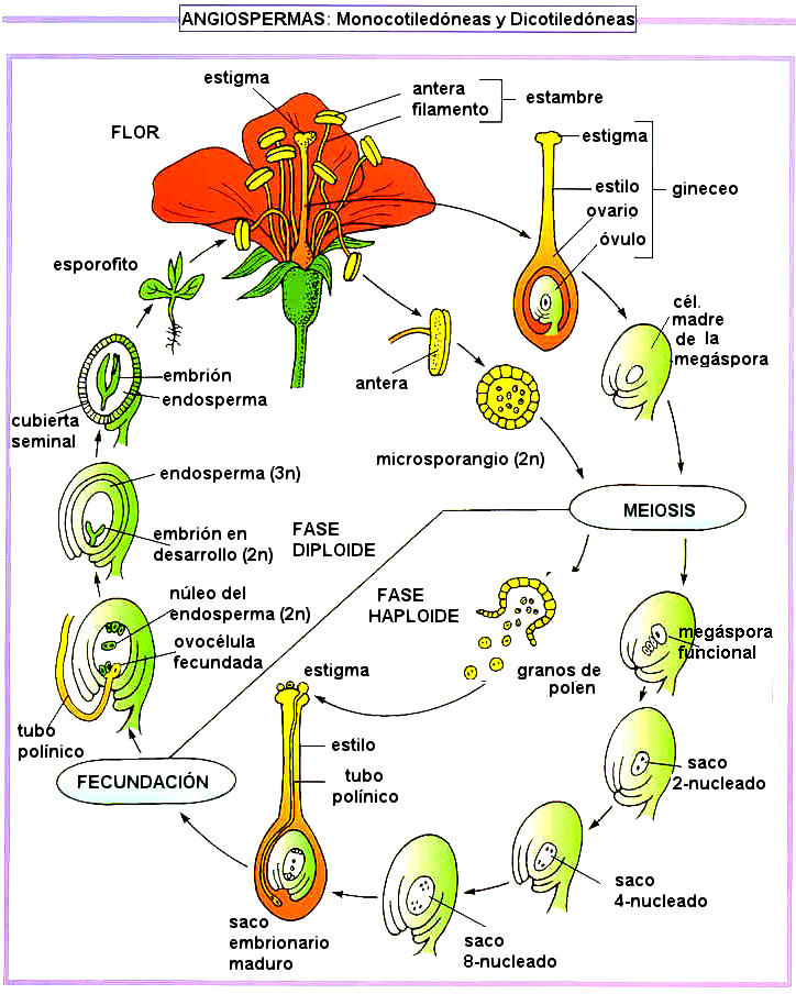 botanica network: REPRODUCCION EN LAS PLANTAS