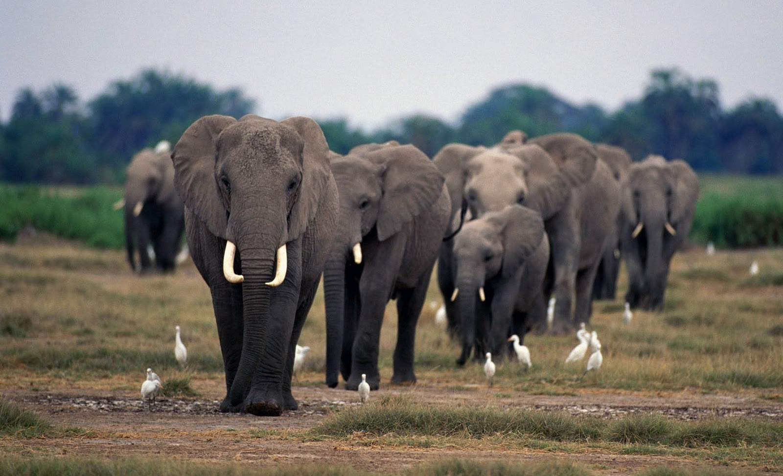 Olifanten Achtergronden