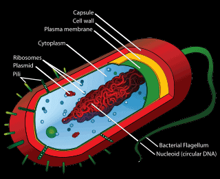 Biology IGCSE Excellent Notes from CIE