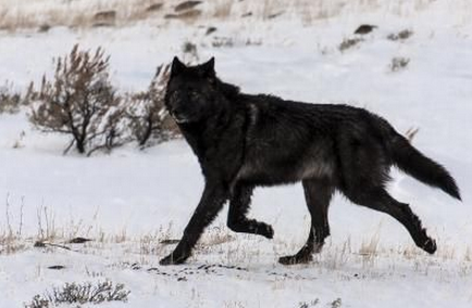 ERIPE LUPUS: IDFG ~IDAHO WOLVES
