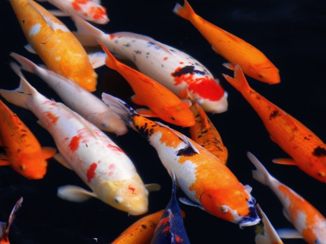 Coloration and Patterns of a Koi Fish