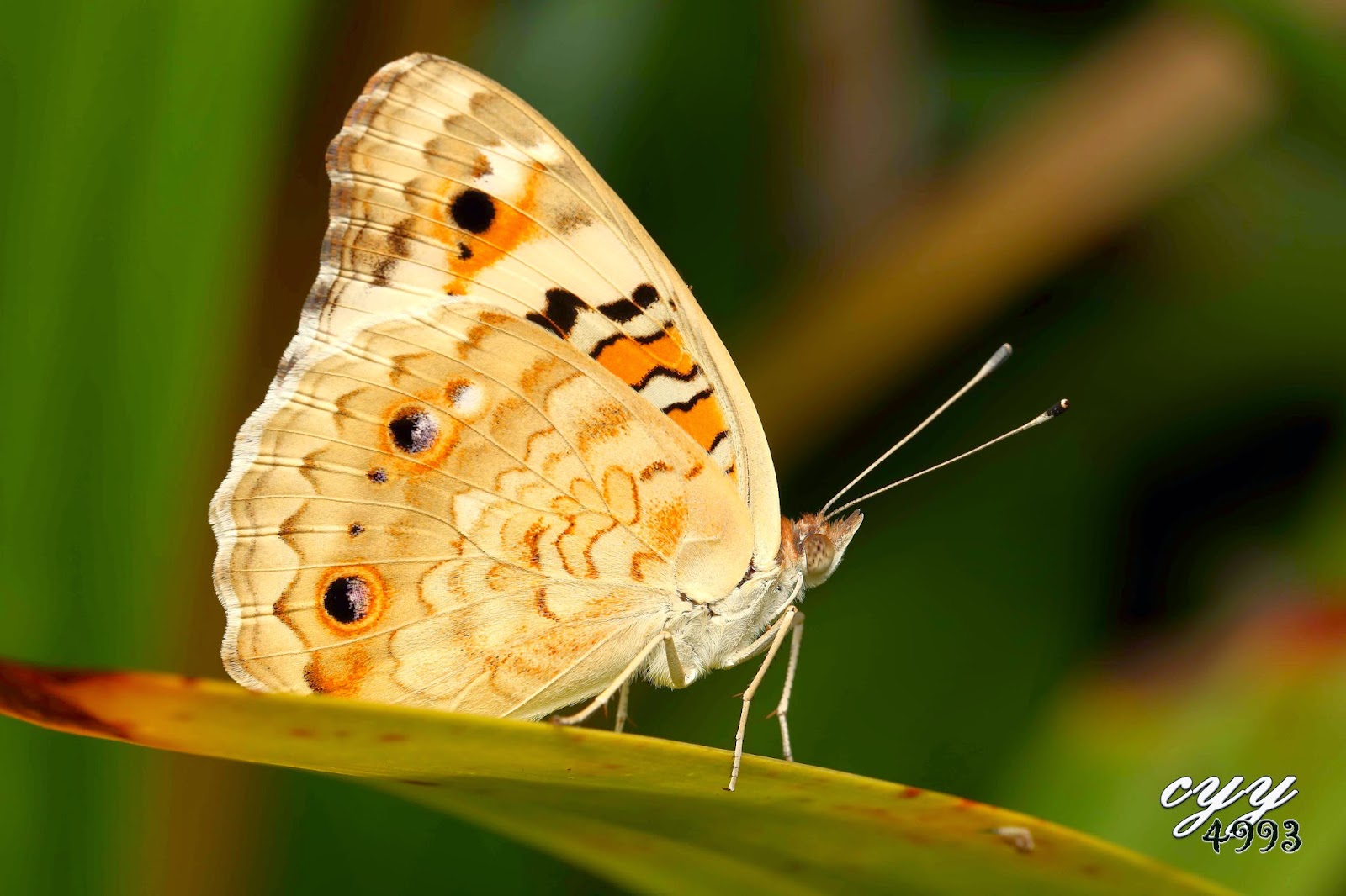cyy4993: Blue Pansy [Nymphalidae] Junonia Orithya (Linnaeus, 1758) 孔雀青蛺蝶