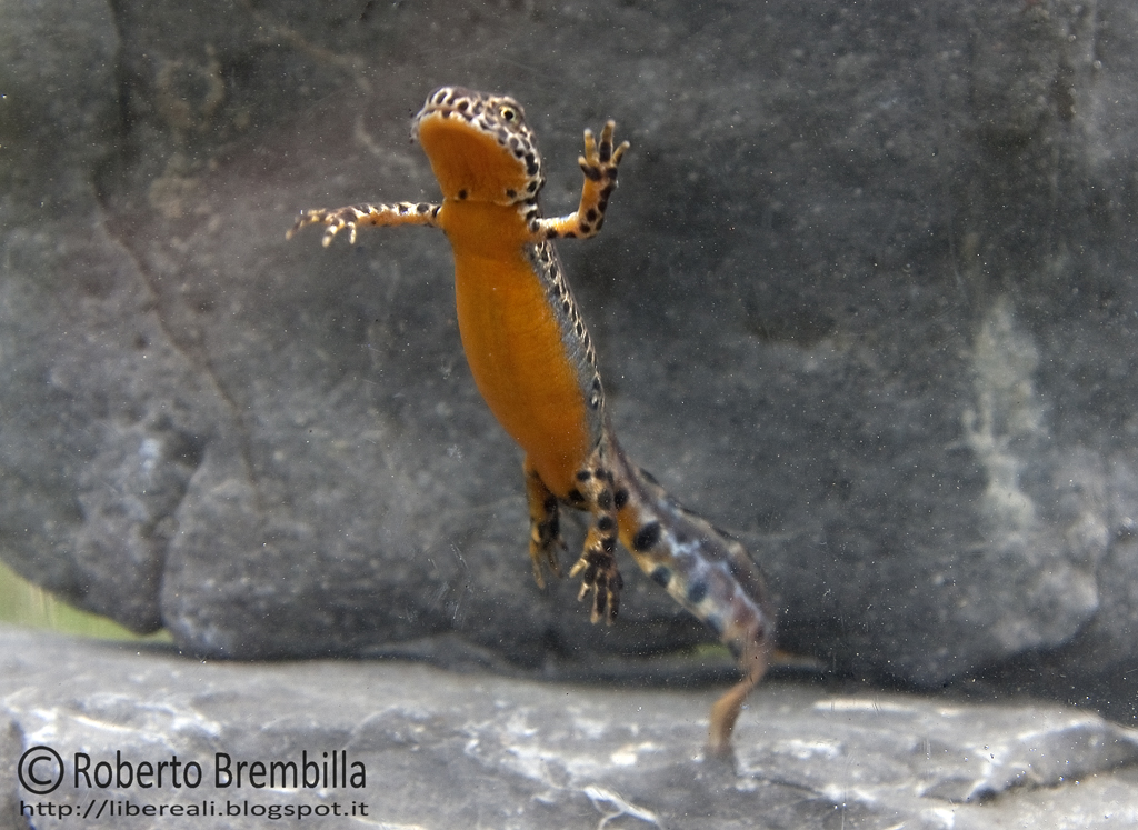 libereali: Il Tritone alpestre