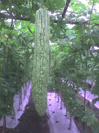 silahkan sms: 4 Langkah Cara Budidaya Menanam Pare/Paria Baik dan ...