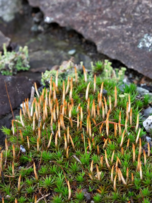 Bryophytes-Pteridophytes-Gymnosperms