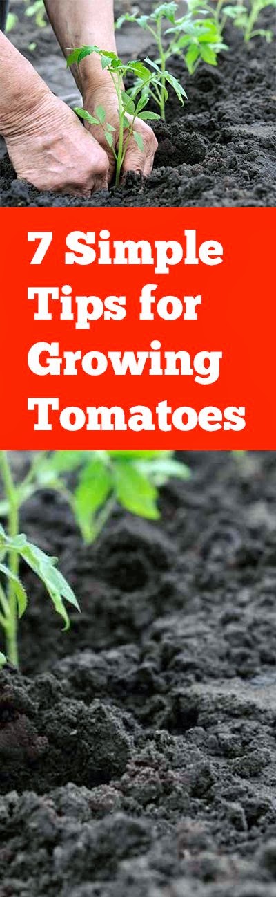 7 Simple Tips for Growing Tomatoes- tips and tricks to help you grow ...