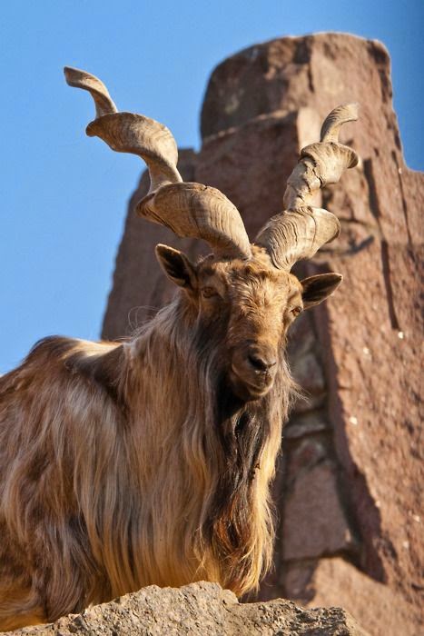 "Markhor" (Wild Goat) - Vertical Destinations