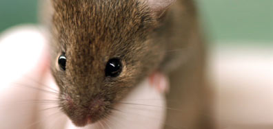 Perfect Amazing: 7 Sharp-Toothed Animal in The World