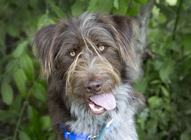 Shelter Dogs of Portland: "GRIFFON" goofy Wirehaired Pointer