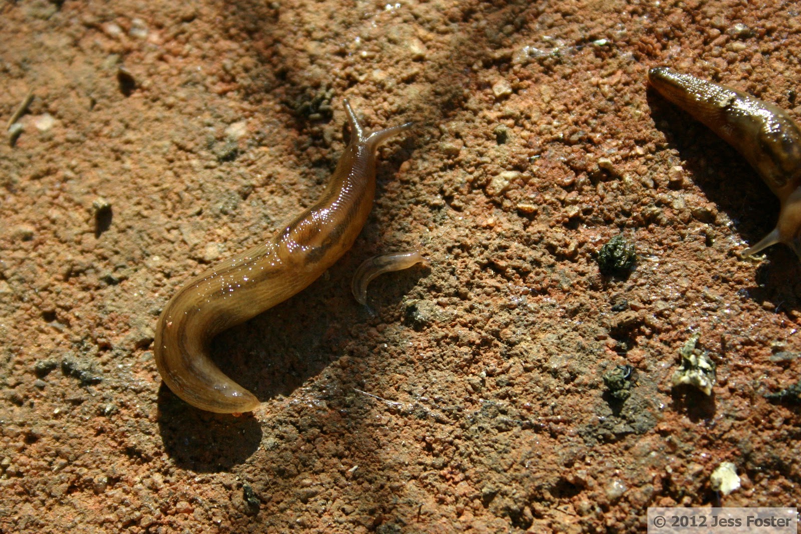 Sluggin' Along: More Baby Slugs - Part 1