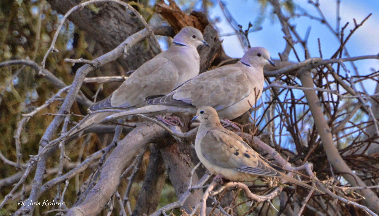 Las Aventuras: The Tucson CBC-Winterhaven and the Rillito Wash