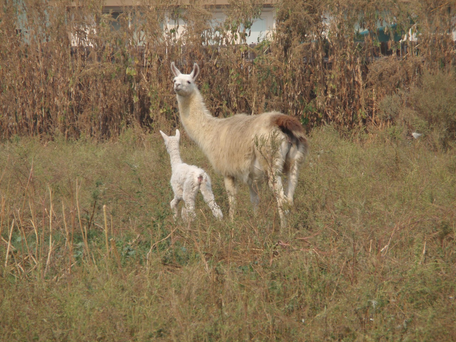 Stitching 'n' Knitting: huarizo named