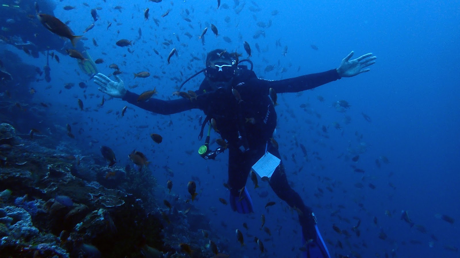 CONSERVATION: SURVEI PEMANTAUAN SPESIES HIU DAN MANTA DI KAWASAN ...