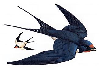 She's Fantastic: Sonic Free-Riders WAVE the SWALLOW!