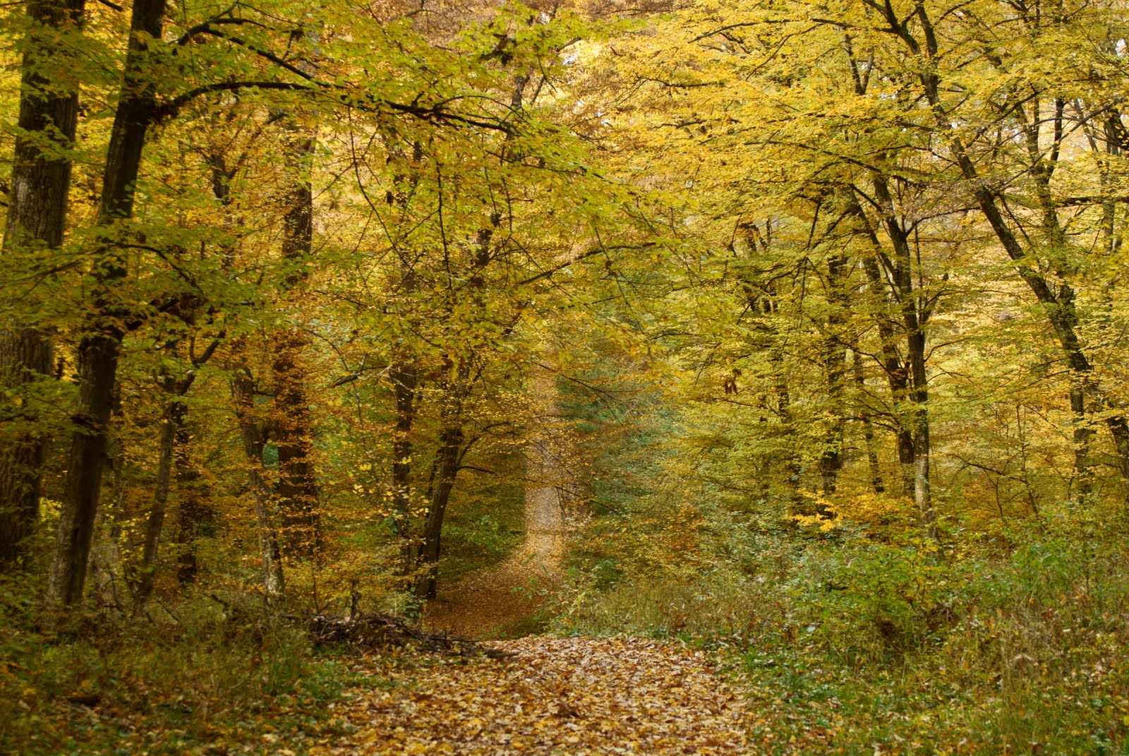 TARAS BULBA: Deliorman – Padurea nebuna