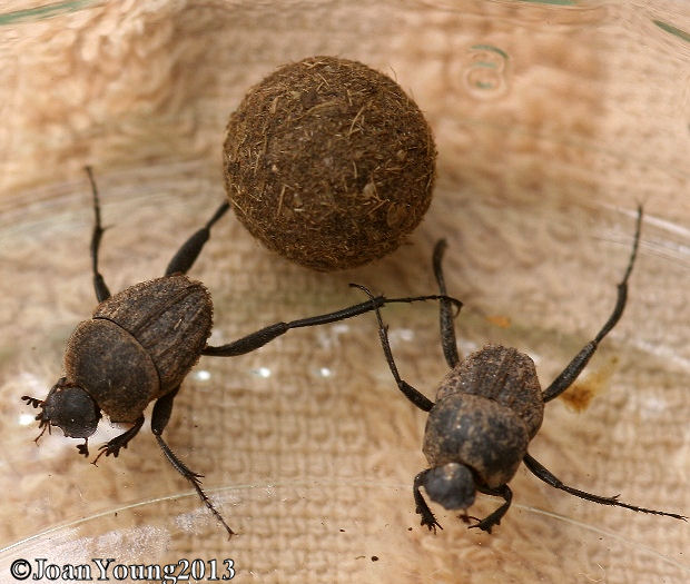 South African Photographs: Spider Dung Beetle (Sisyphus bornemisszanus)