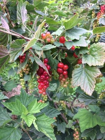 NATURY Chile. Productos Naturales - Natury Pulpas : Pulpa Frutos del ...