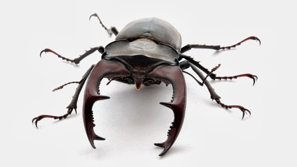 Insects & Bugs Facts