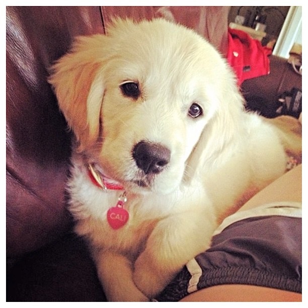 Cute Baby Pictures Daily: Very Cute Puppies