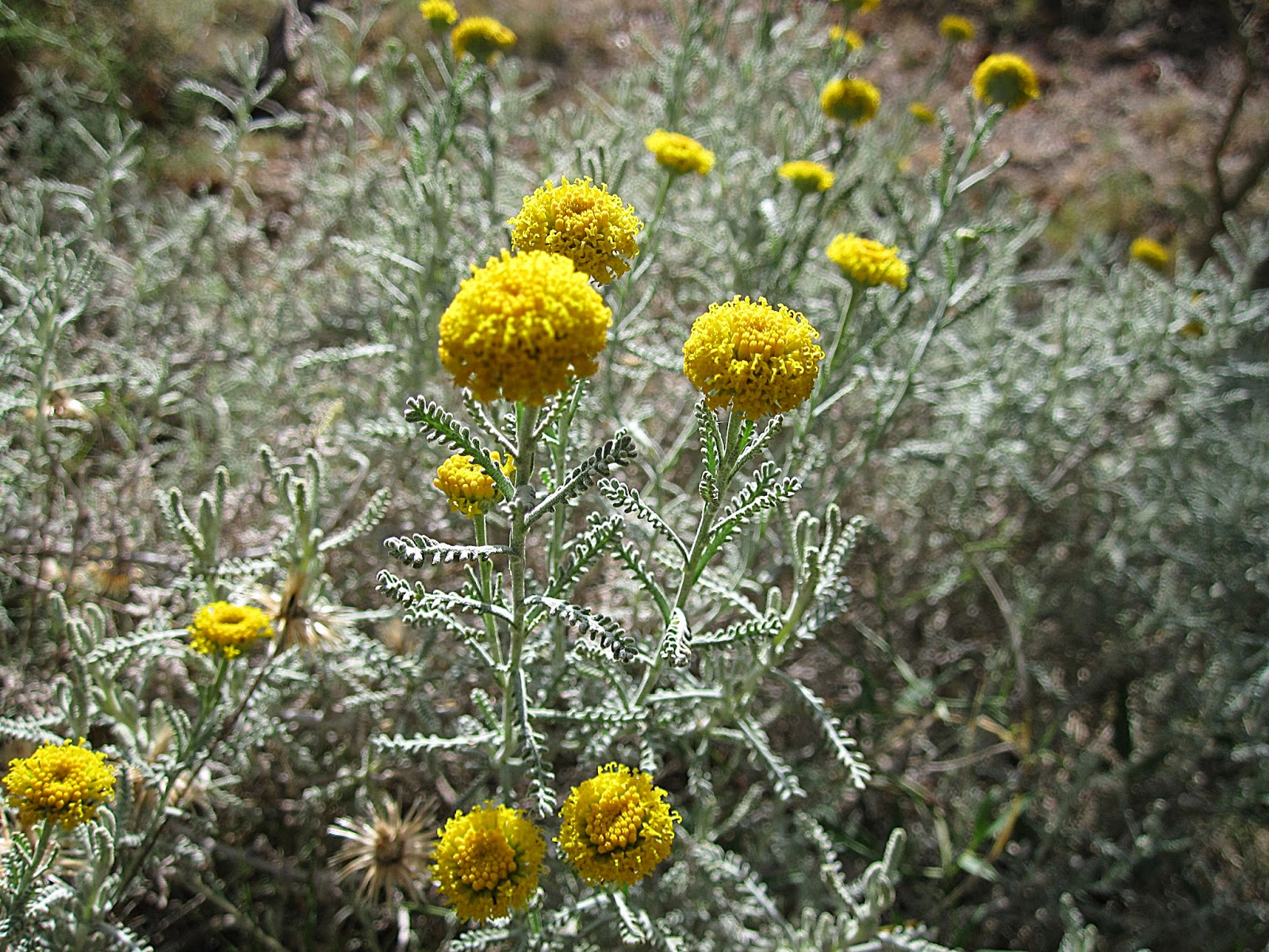 Universo Botánico: Santolina chamaecyparissus L. (Santolina)