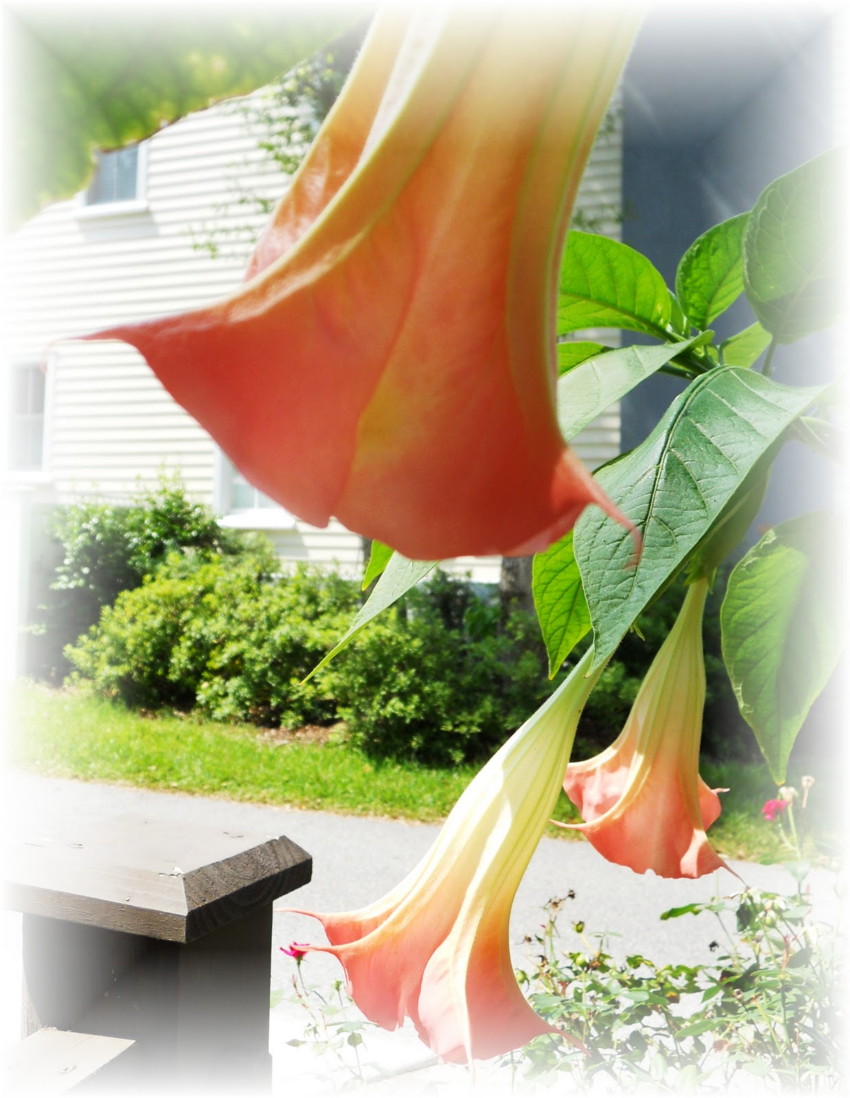 Bubbles of Joy: PINK Angel's Trumpets!