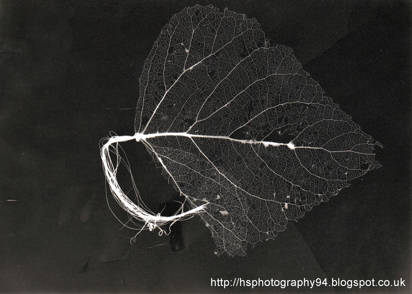 HSPhotography94: Photograms - The Photographers Eye