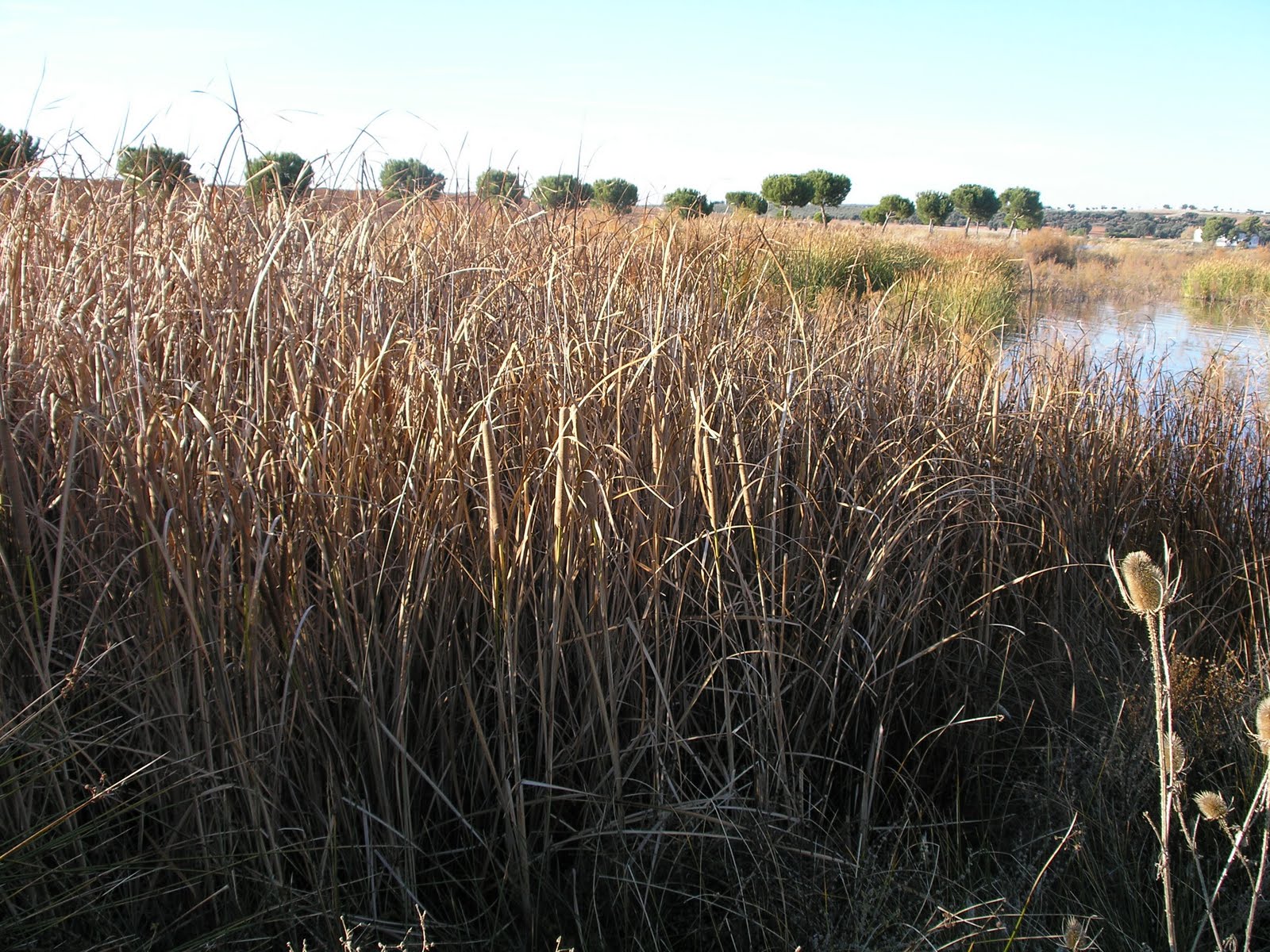 FLORA CAMPO DE MONTIEL Y ALREDEDORES: ESPADAÑA, ENEA, PUROS, ANEA.
