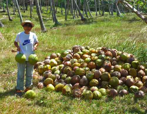 Retired--Now What?: A Monkey to Harvest Coconuts