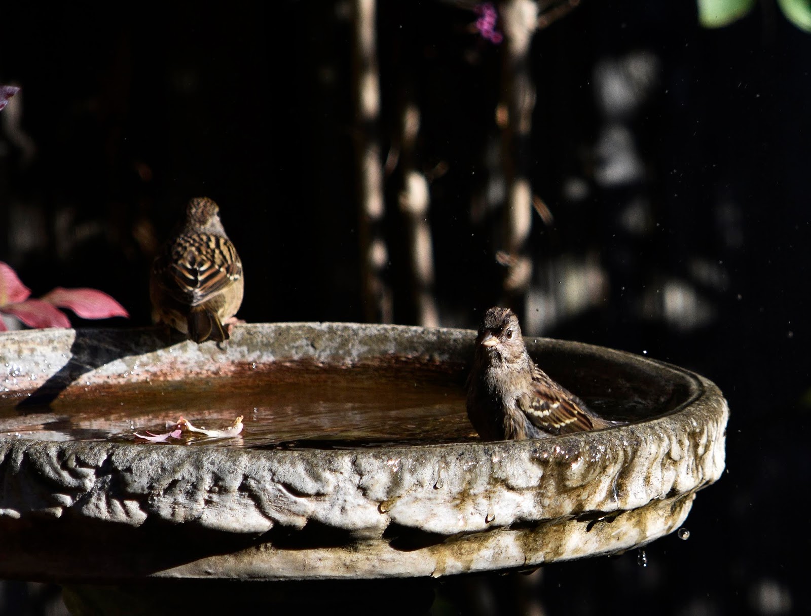 Oregon Backyard Birds Etc Welcome Back 2 oregon-backyard-birds-etc-welcome-back-2