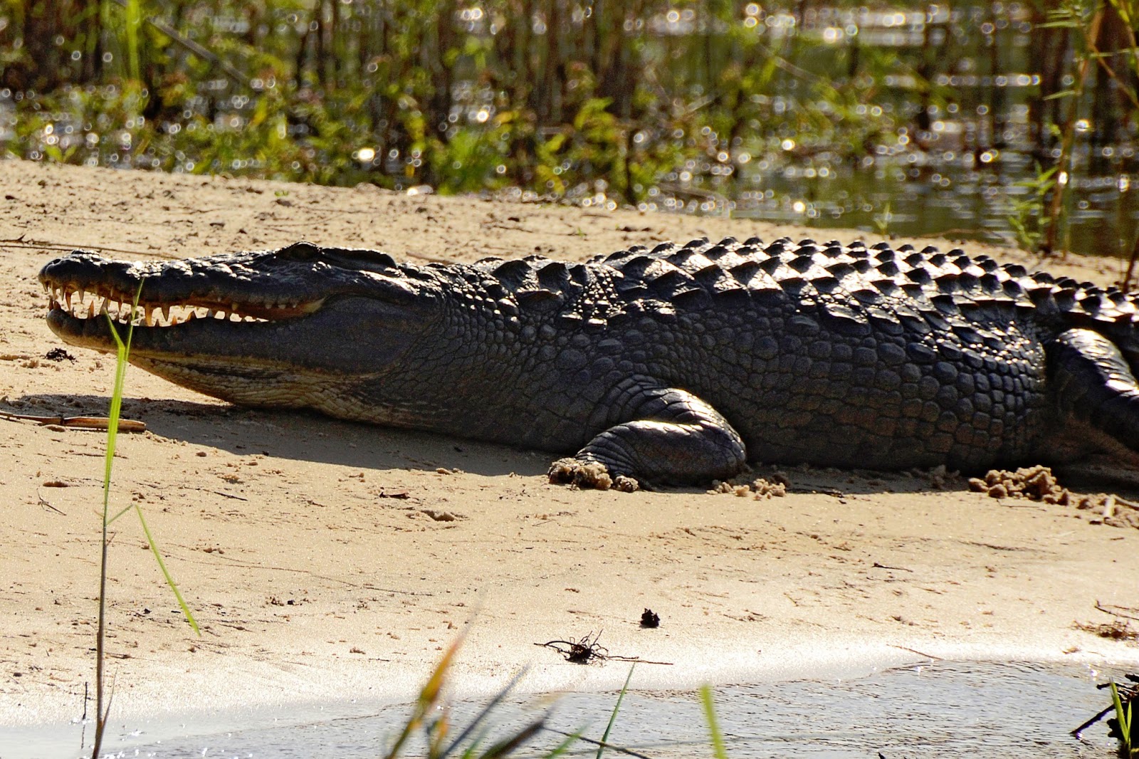 The Nature of Framingham: Killer Crocodiles!