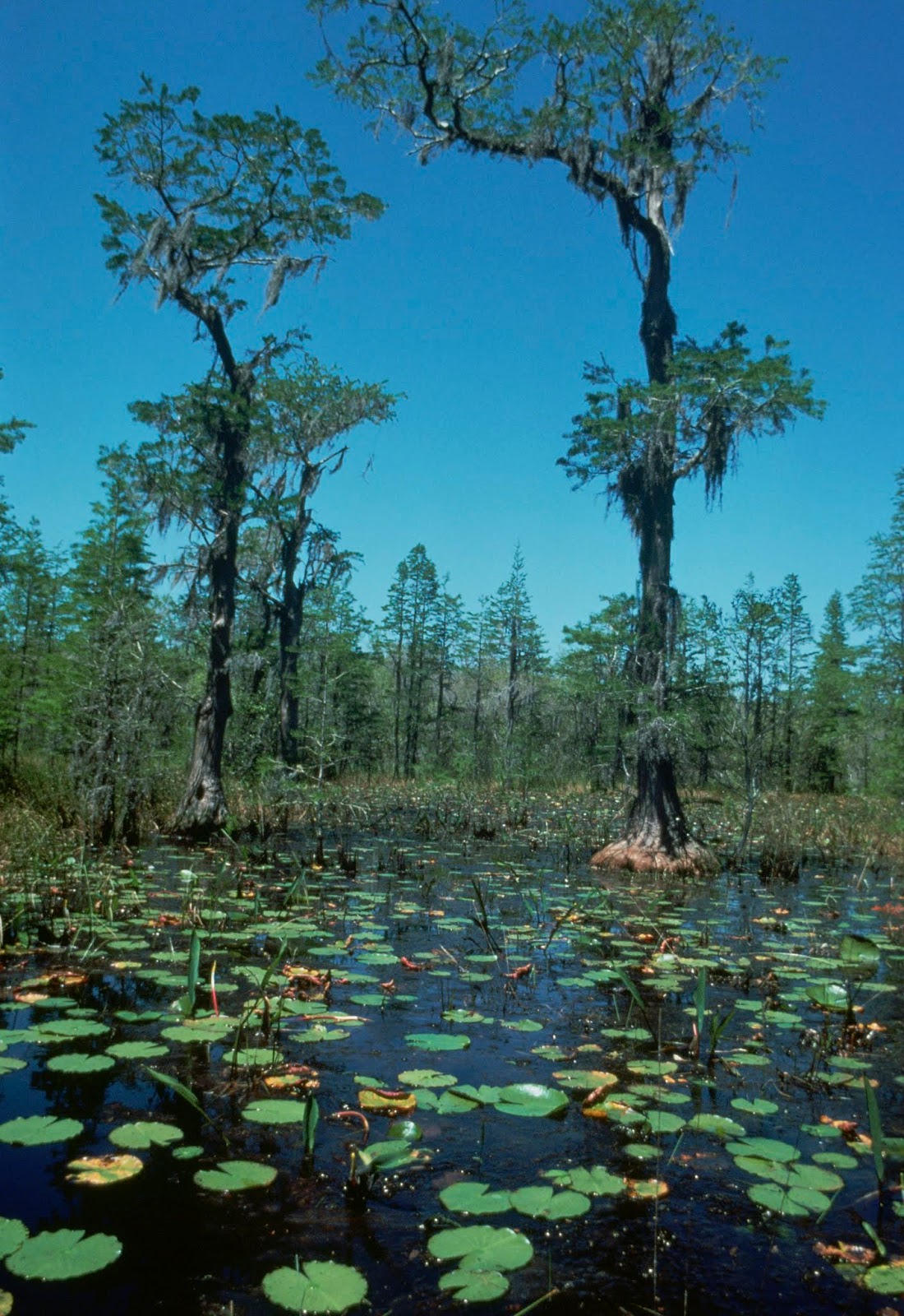 Trees Planet: Taxodium ascendens - Pond Cypress
