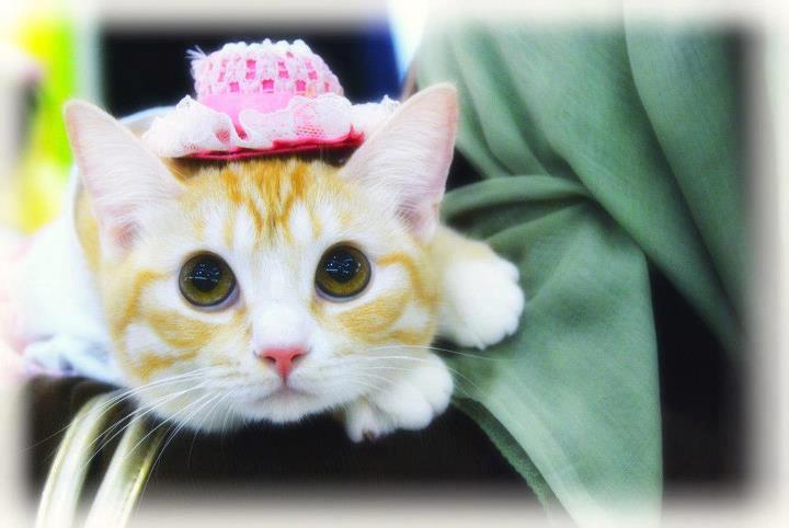 Peduli Kucing: Laporan Hasil Booth Peduli Kucing pada CFA International ...