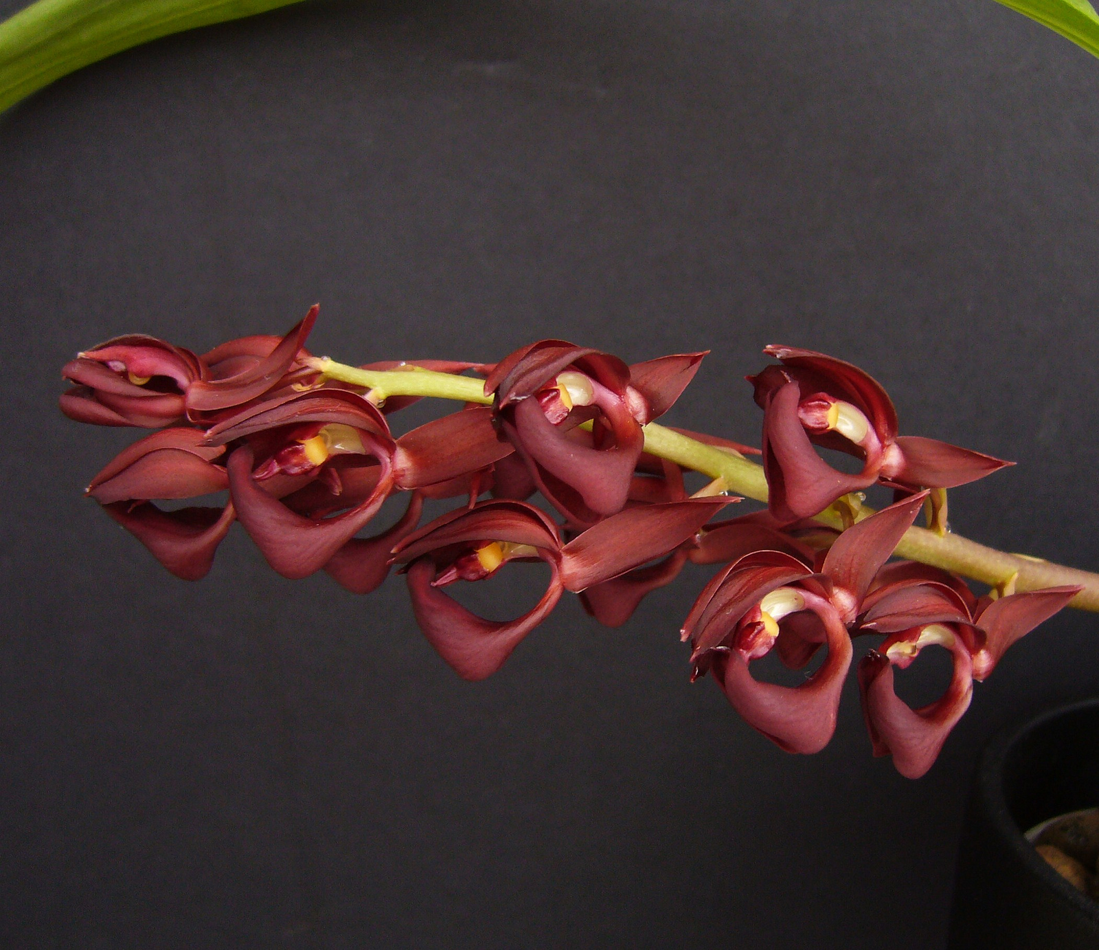 EXPOR ORQUIDEAS.COM: Clowesia - Mormode - Cycnoches