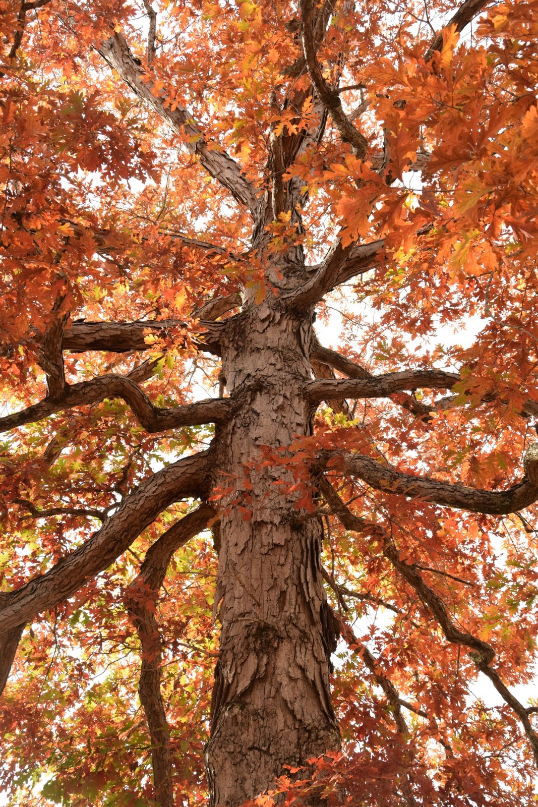 Using Georgia Native Plants: The Native Plant You Want