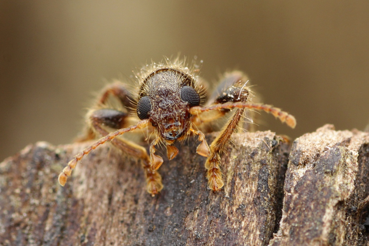 A Little Natural History: After dark