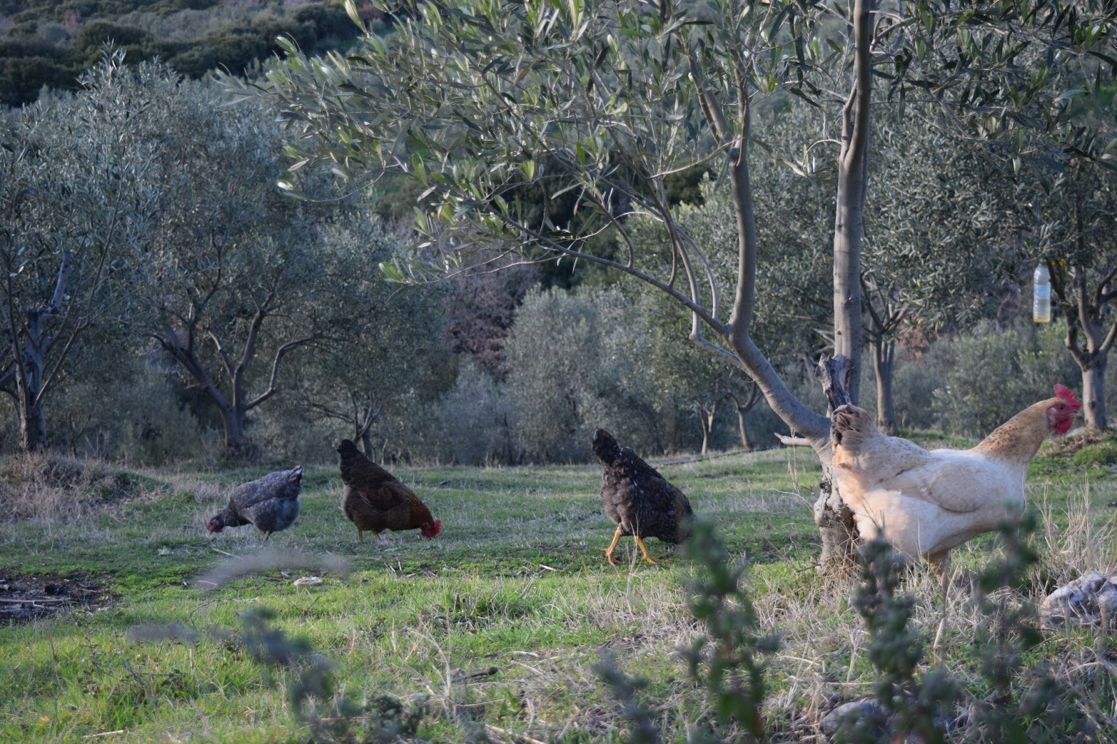 ΑΓΡΟΚΤΗΜΑ Η ΚΙΒΩΤΟΣ. : Κοτες, Ελληνικες φυλες.