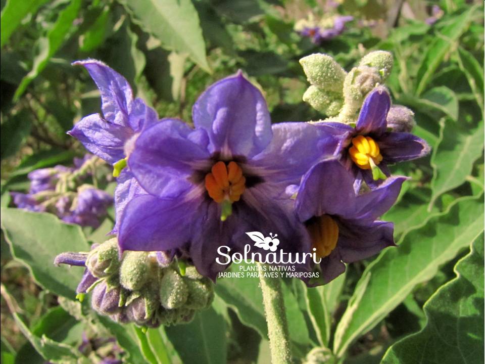 Plantas Nativas de Buenos Aires y alrededores: Solanum granulosum ...