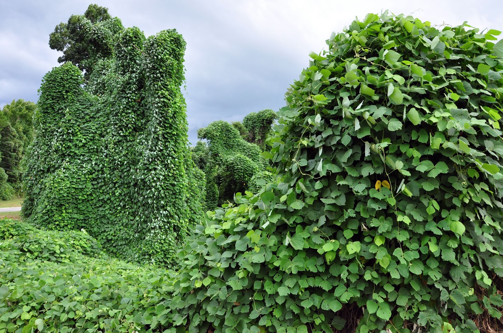 Stories of the South - Webster County Kudzu