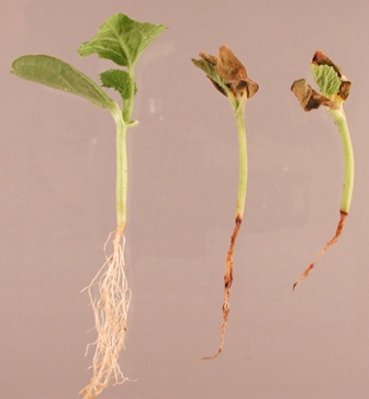 Urban Farmer: Pythium, Root Rot, and Damping Off Hydroponics & Soiless