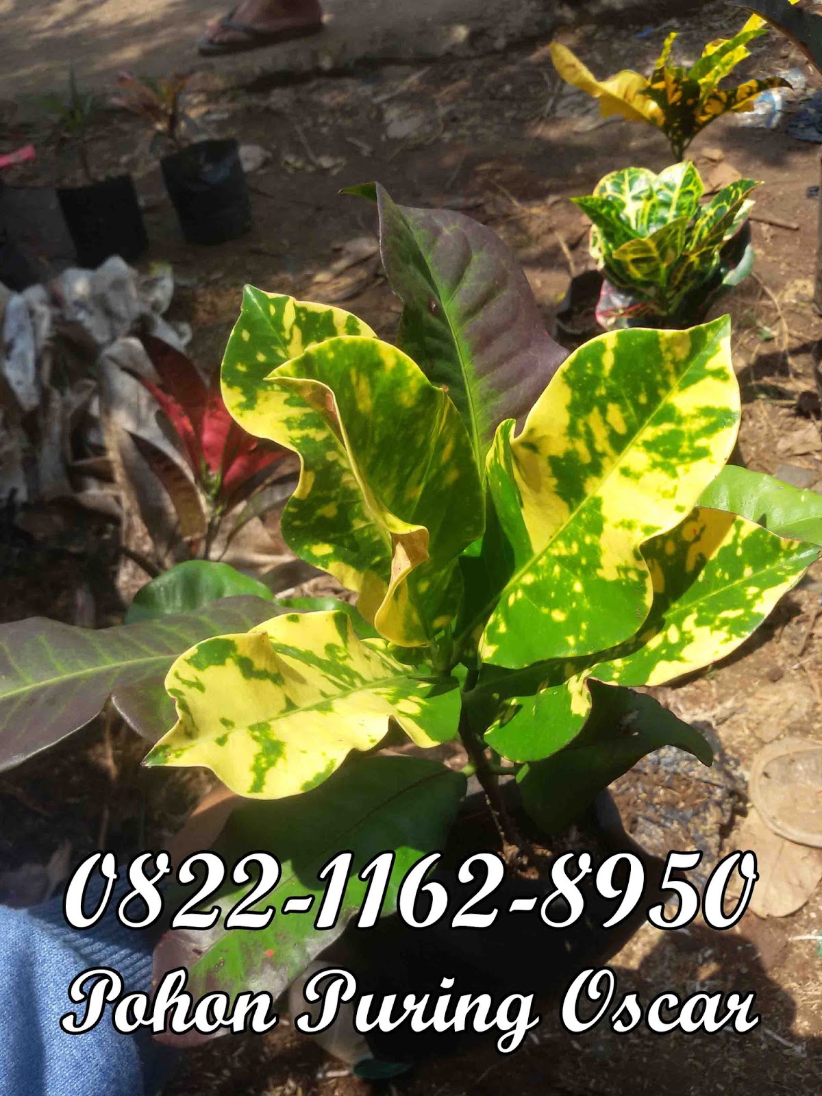 JUAL ANEKA POHON PURING | POHON PURING HIAS | TANAMAN PERDU | TANAMAN ...